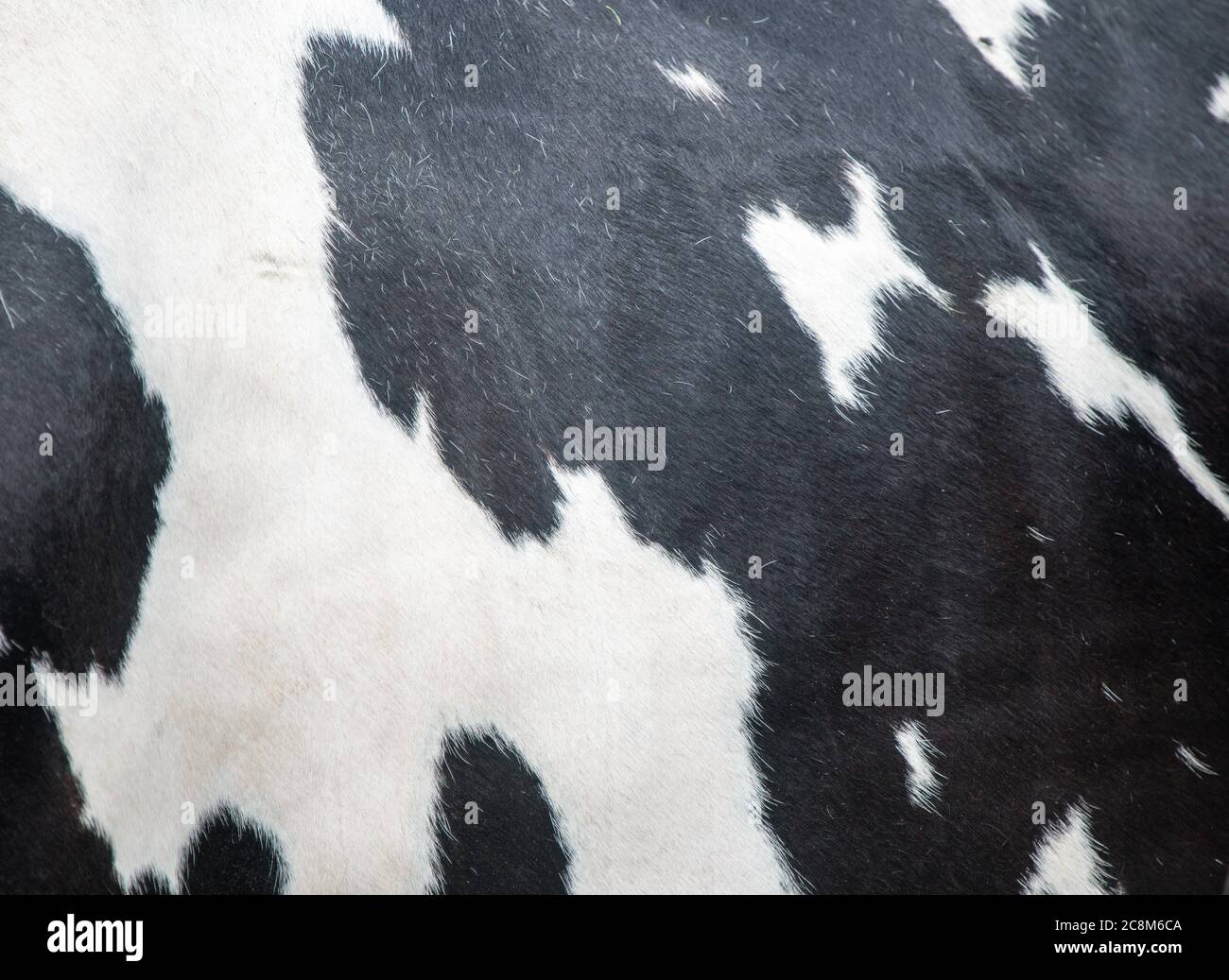 Close up photo of Cow hide Stock Photo - Alamy