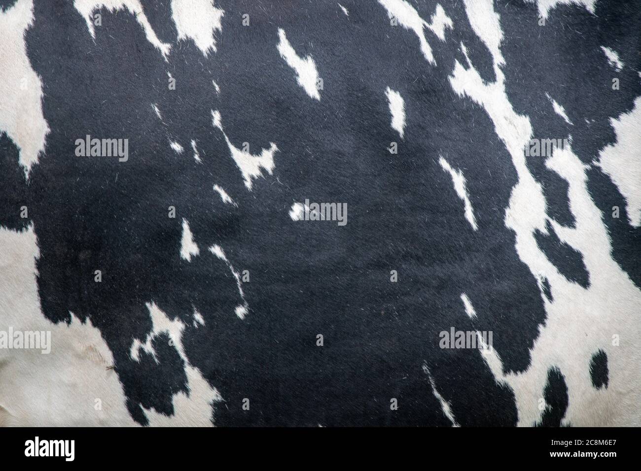 Cowhide background hi-res stock photography and images - Alamy
