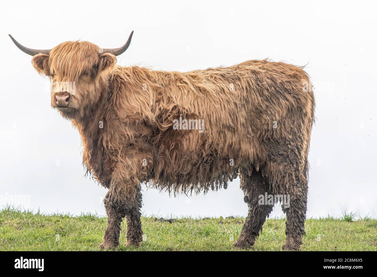 A Highland Cow in a field Stock Photo - Alamy