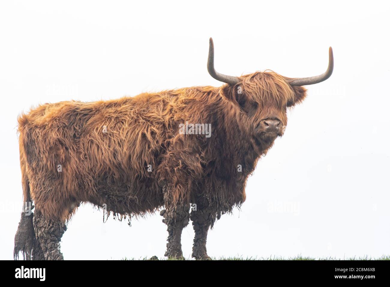 A Highland Cow in a field Stock Photo - Alamy