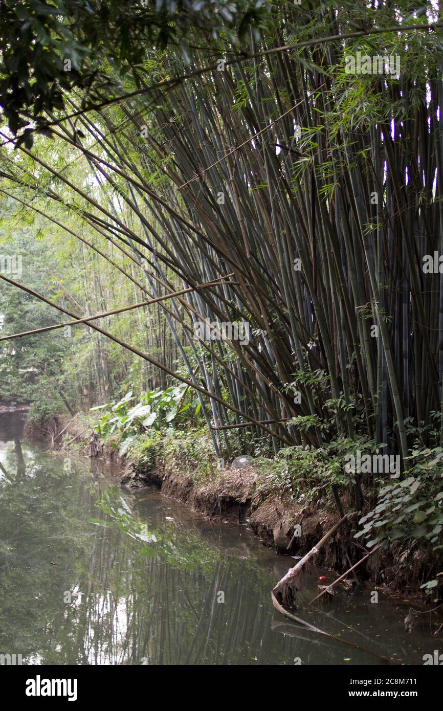 Bamboo and Water in a park in South China Stock Photo - Alamy