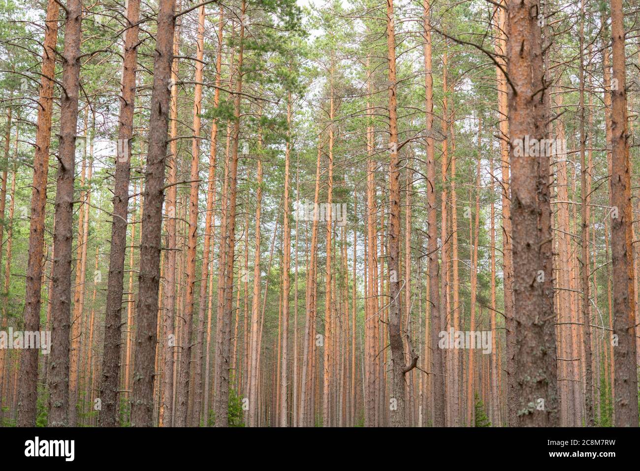 Pine tree forest in Vyborg District on the border of Russia and Finland ...
