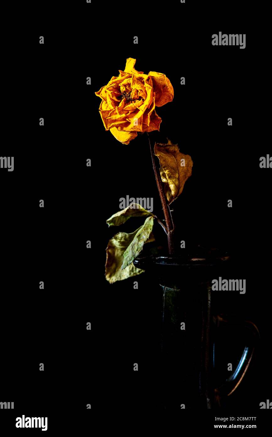 Wilted and dry yellow rose flower on a vase on a black background Stock ...