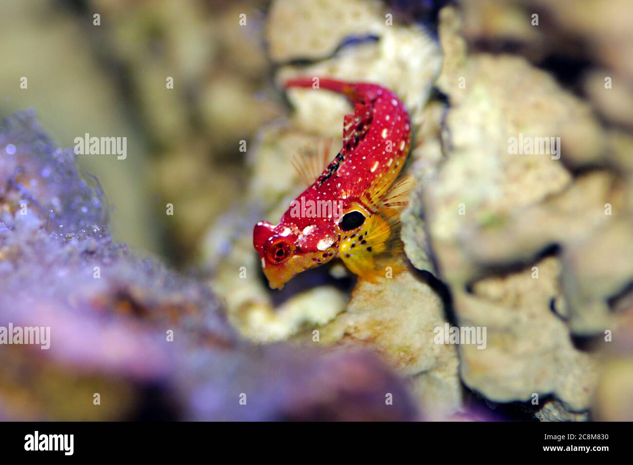 Red Ruby Dragonet fish is amazing natural addition in every reef ...