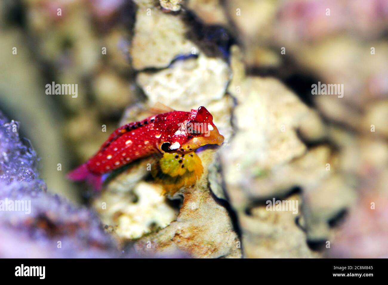 Red Ruby Dragonet fish is amazing natural addition in every reef ...