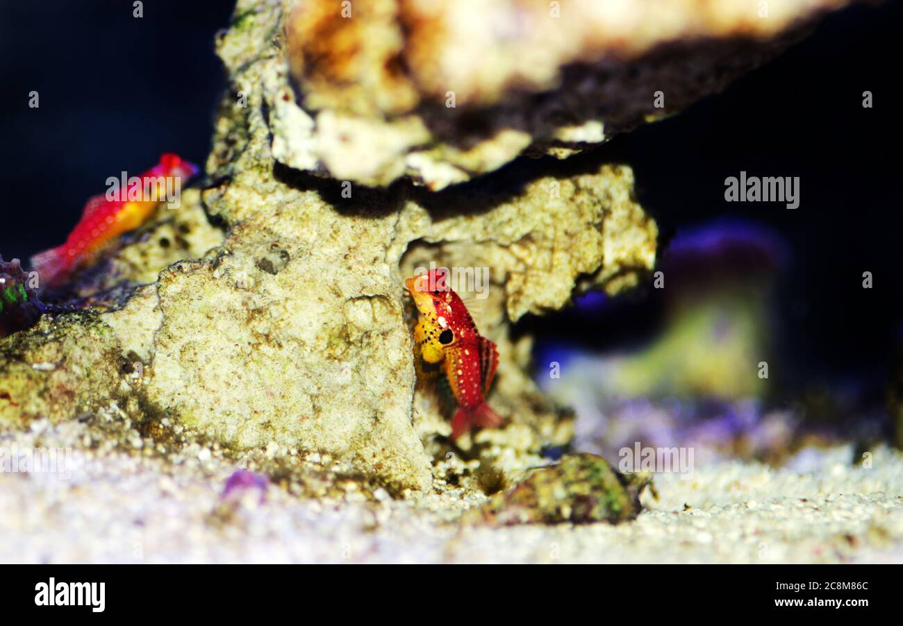 Red Ruby Dragonet fish is amazing natural addition in every reef ...