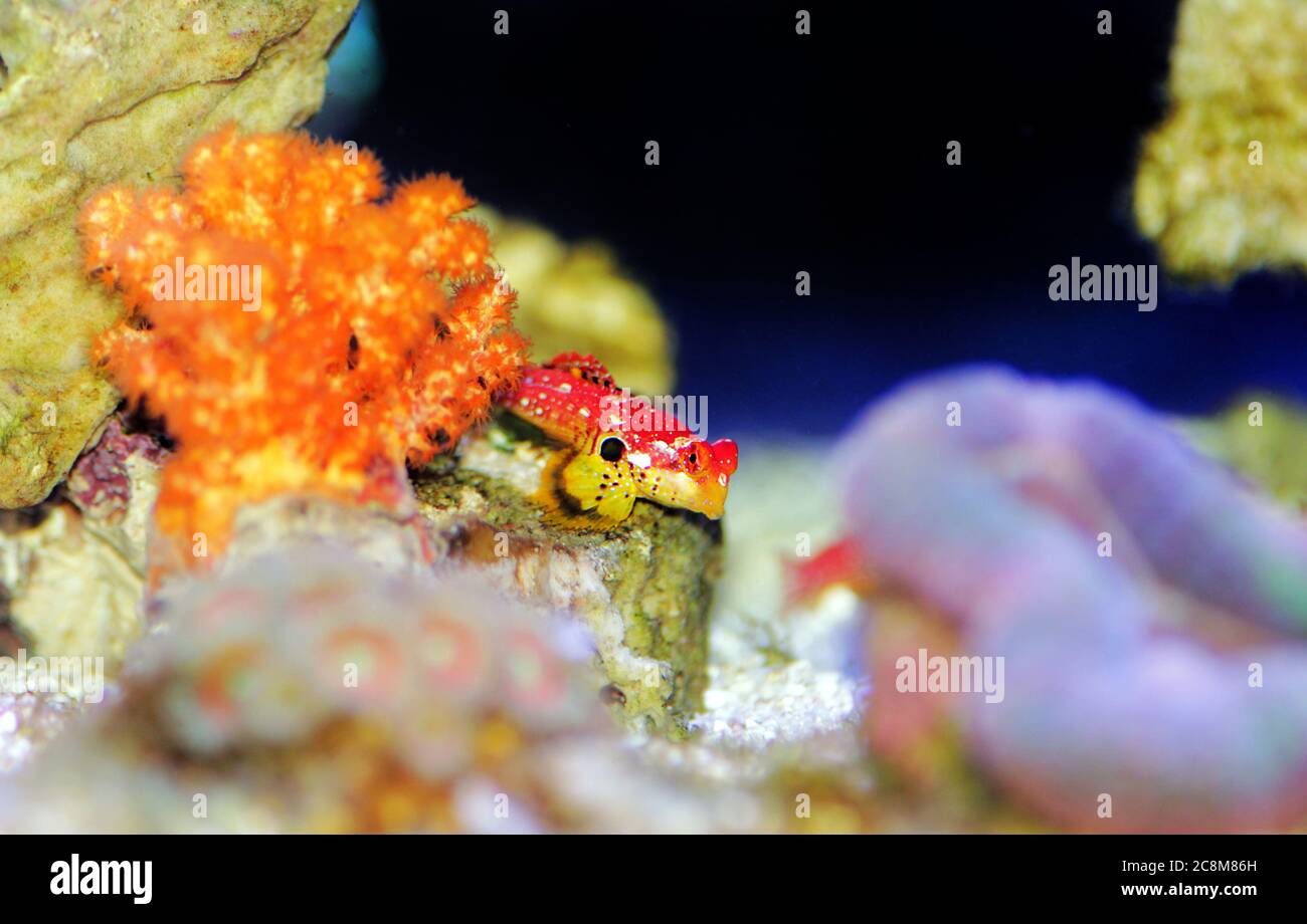 Red Ruby Dragonet fish is amazing natural addition in every reef ...