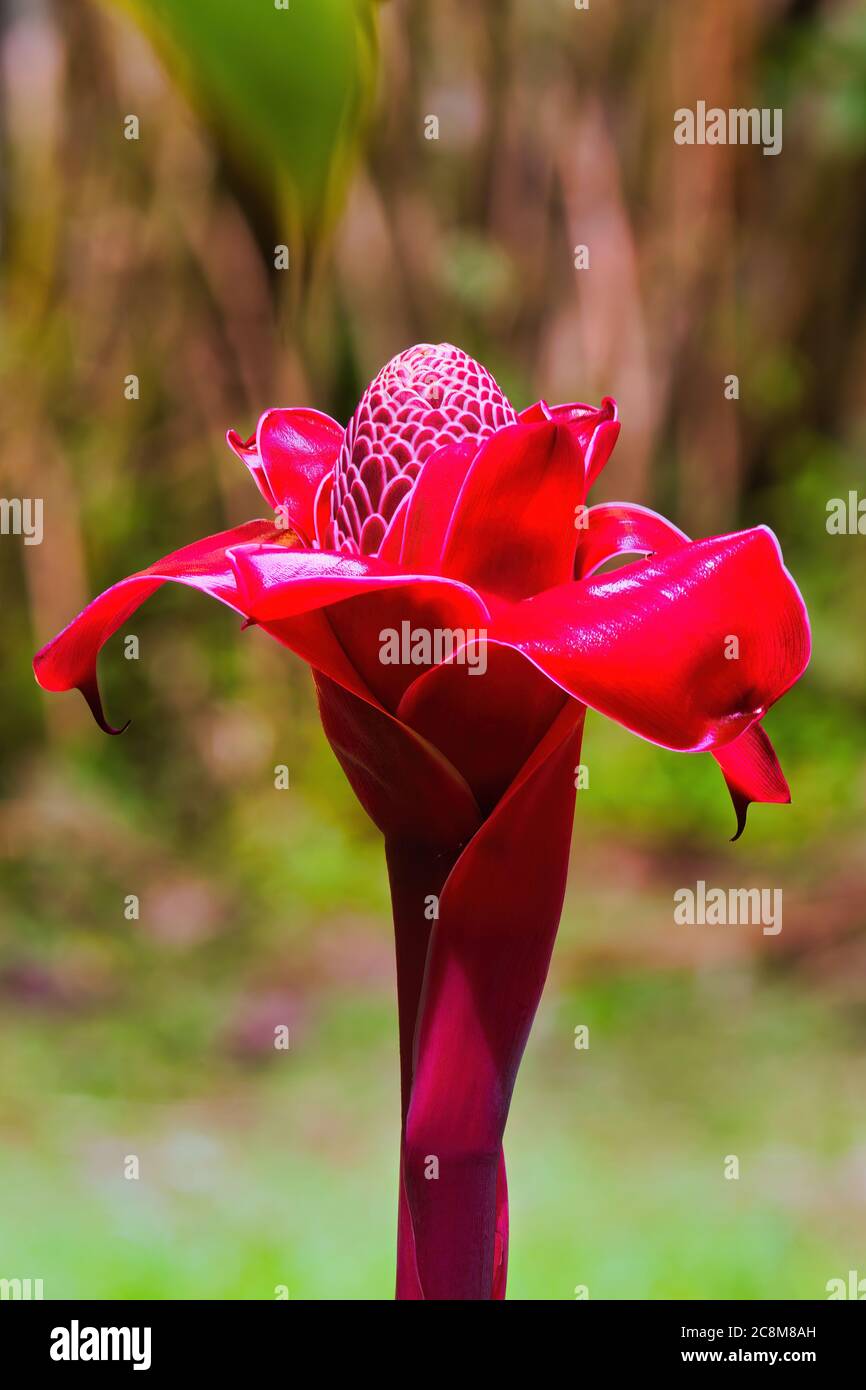Bright red torch ginger growing in the rain forest along the road to ...
