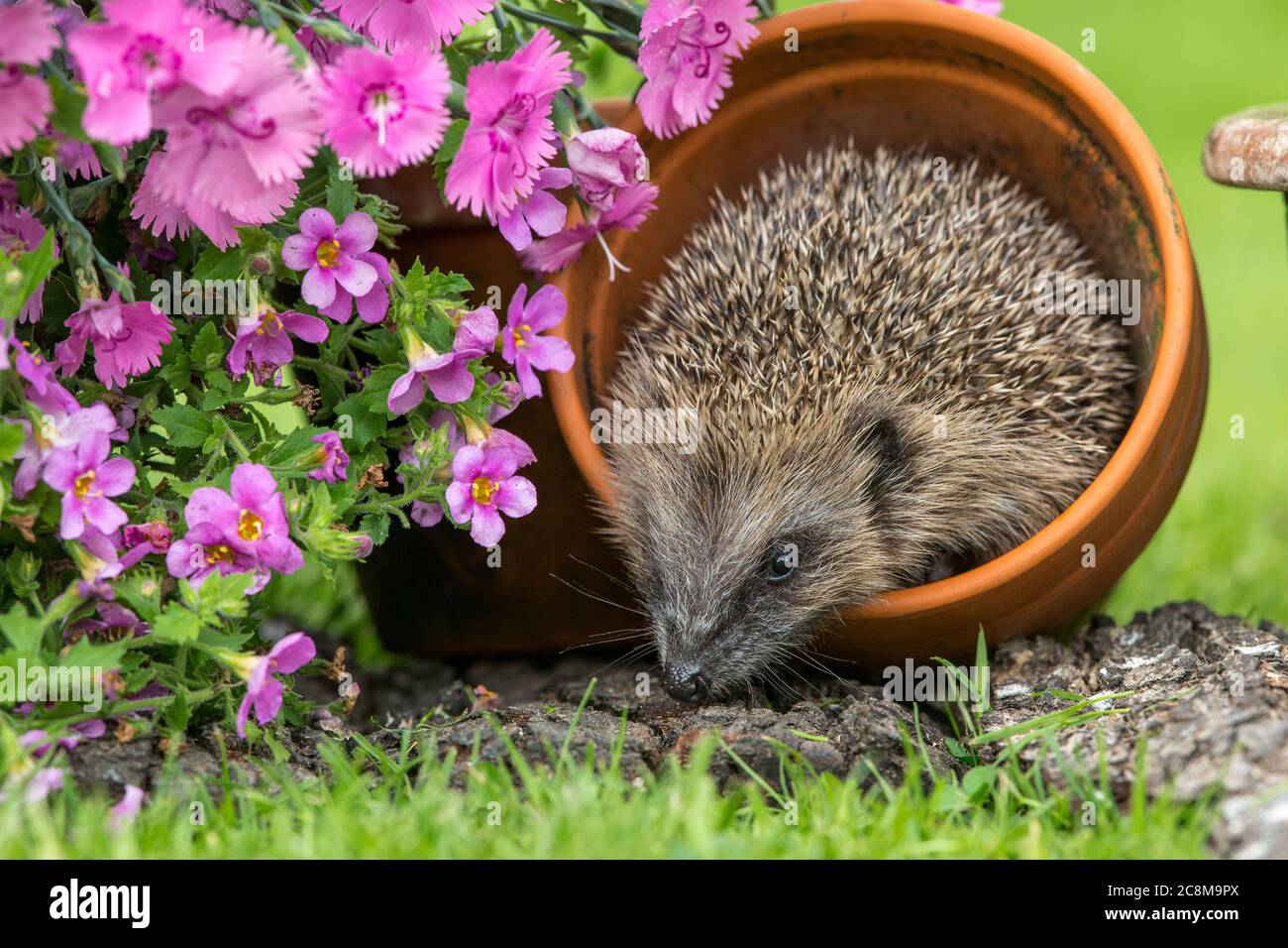 Hedgehog (Scientific or Latin name: Erinaceus Europaeus). Wild, native ...