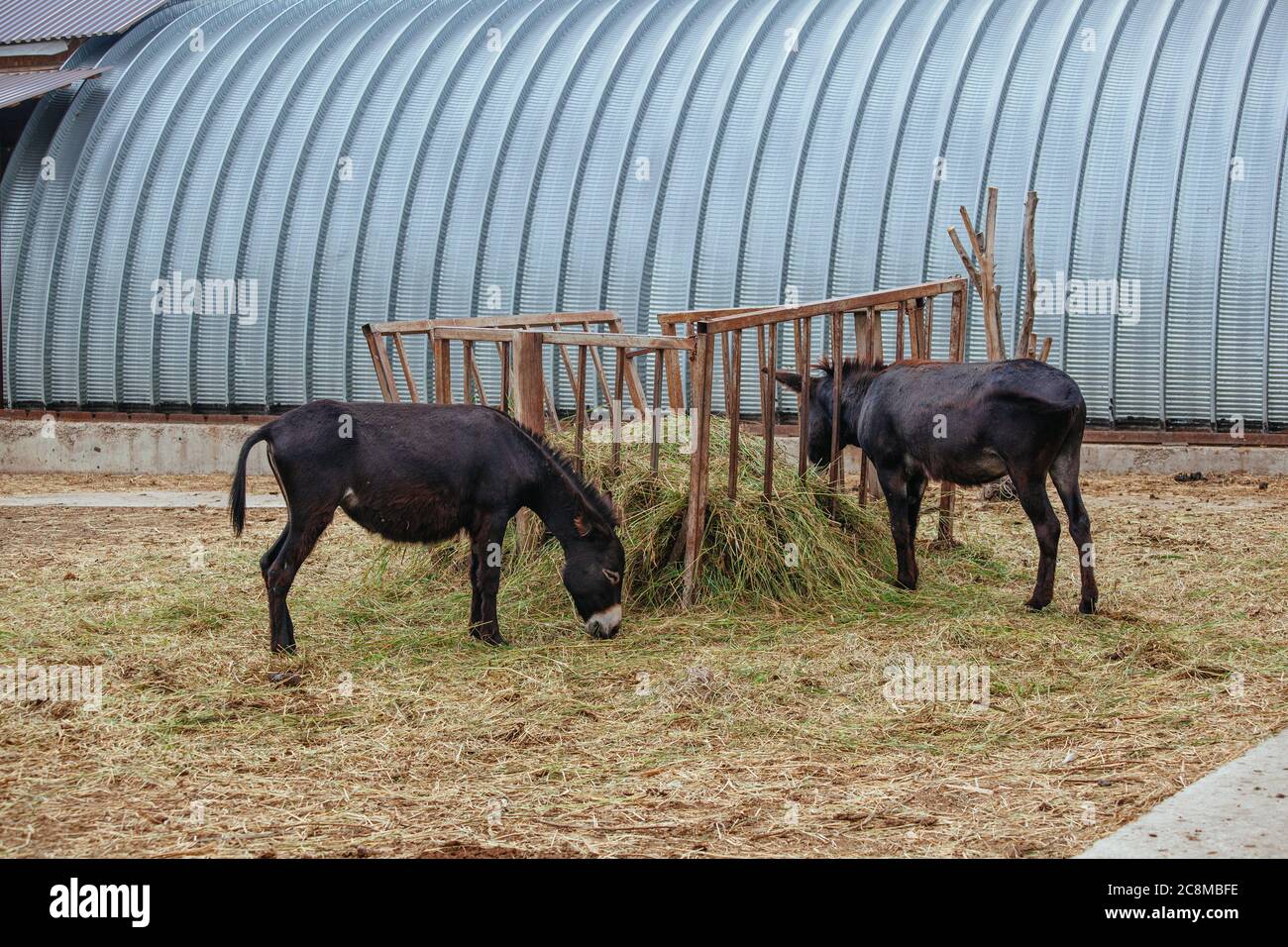 Donkey eating hay hi-res stock photography and images - Alamy