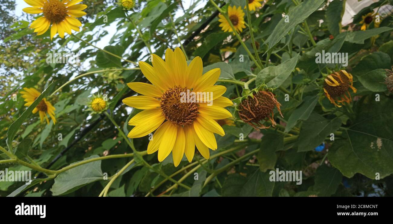 Sunflower in the garden Stock Photo - Alamy