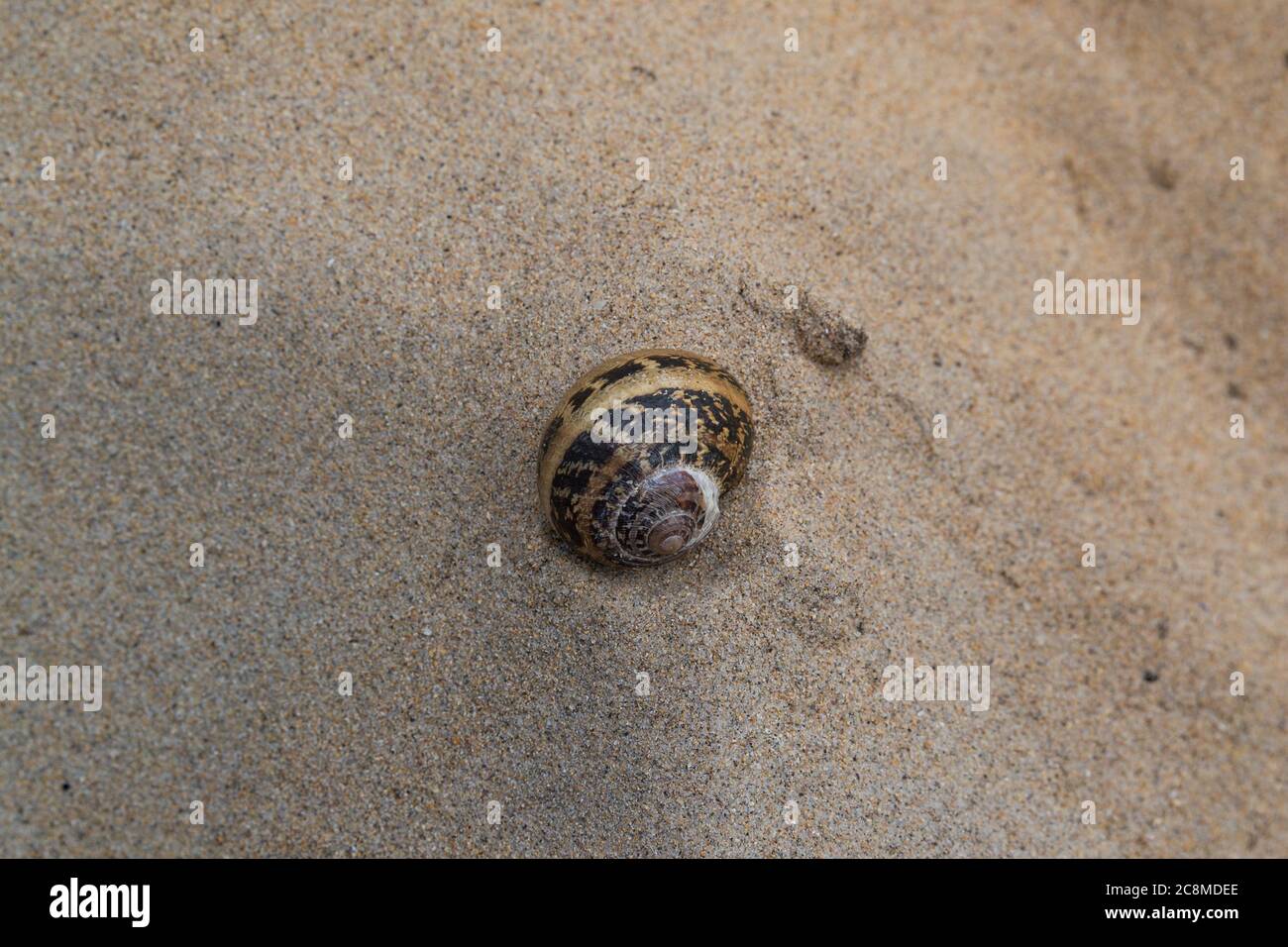 Shell on a beach in a summer day Stock Photo - Alamy