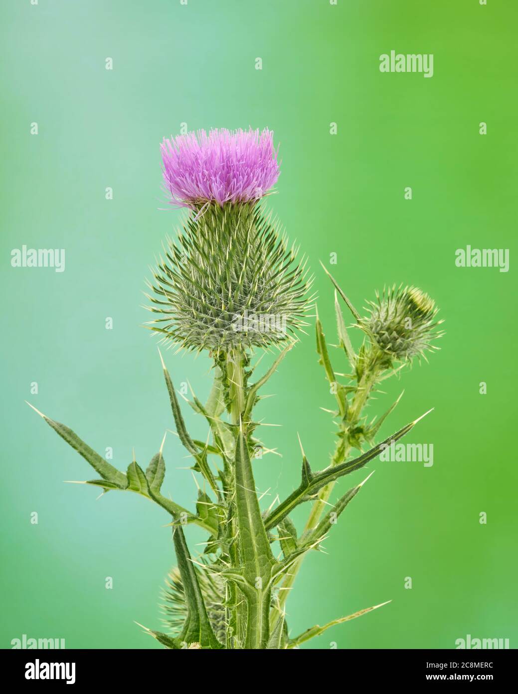 Bull thistle hi-res stock photography and images - Alamy