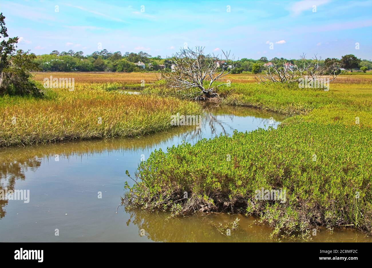 Sawgrass marsh hi-res stock photography and images - Alamy