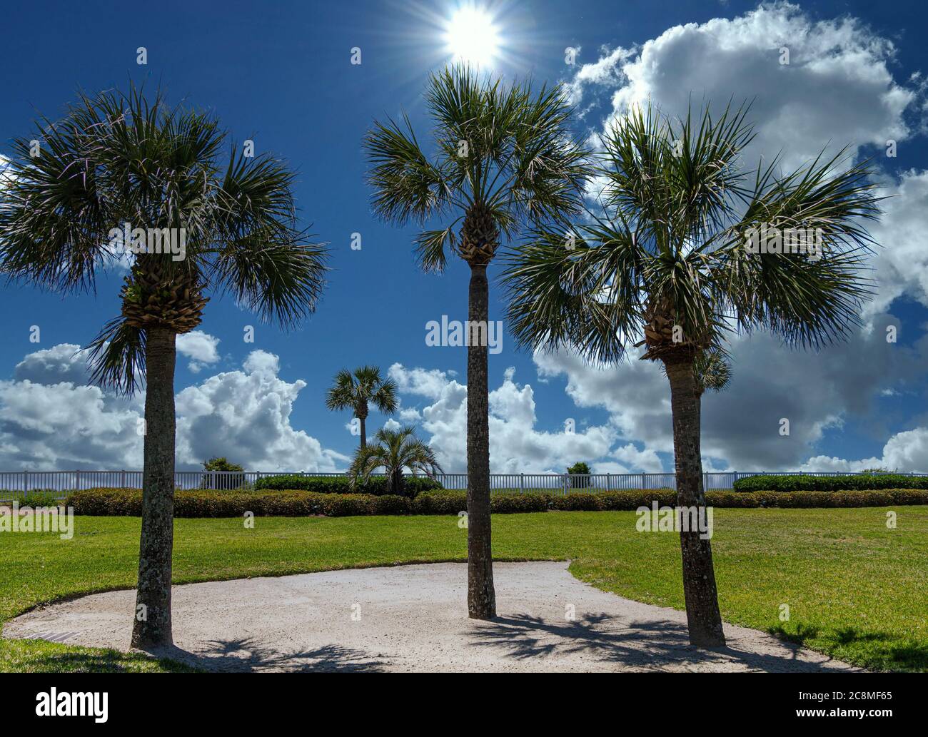 Three Palm Trees Under Sun Stock Photo - Alamy