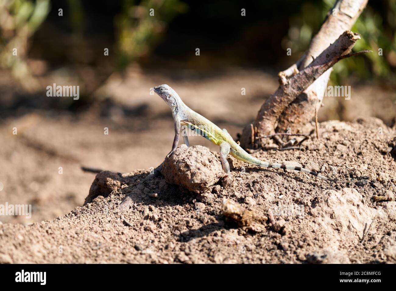 Zebra-tailed lizard basking in the Arizona morning sun Stock Photo - Alamy