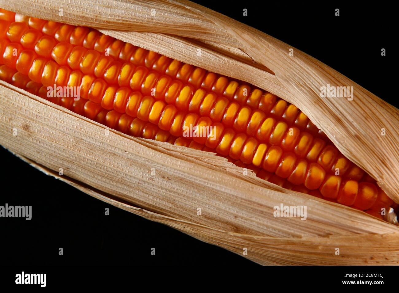 closeup of ear of dry corn with black background in photo studio Stock ...