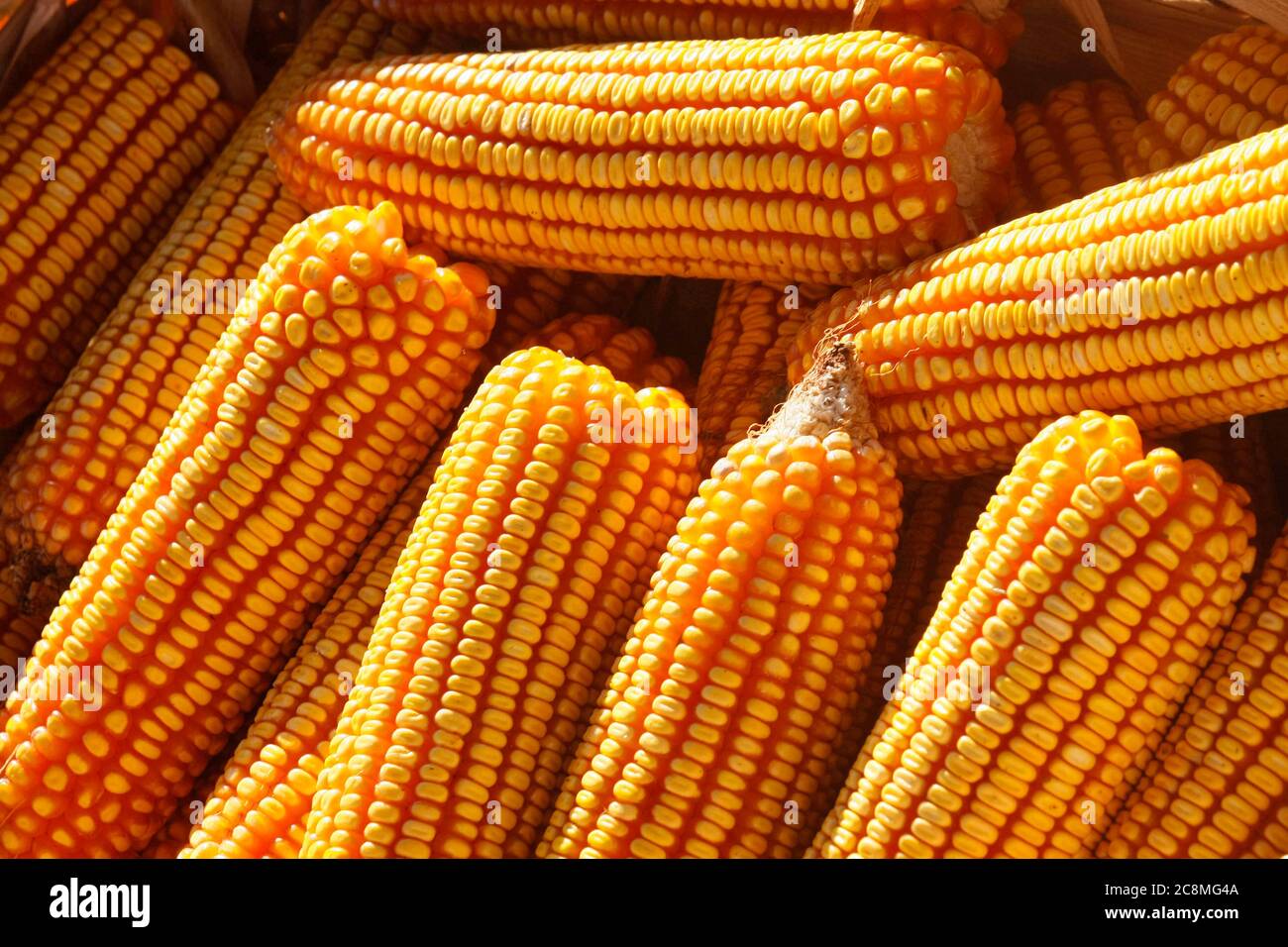 Pile corn harvest background hi-res stock photography and images - Alamy