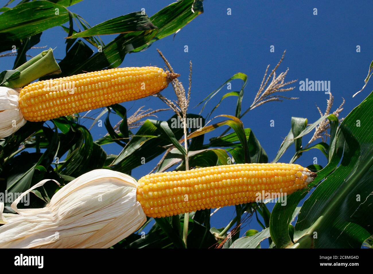 ripe corn in the field of farmland wait for harvest in Brazil Stock ...
