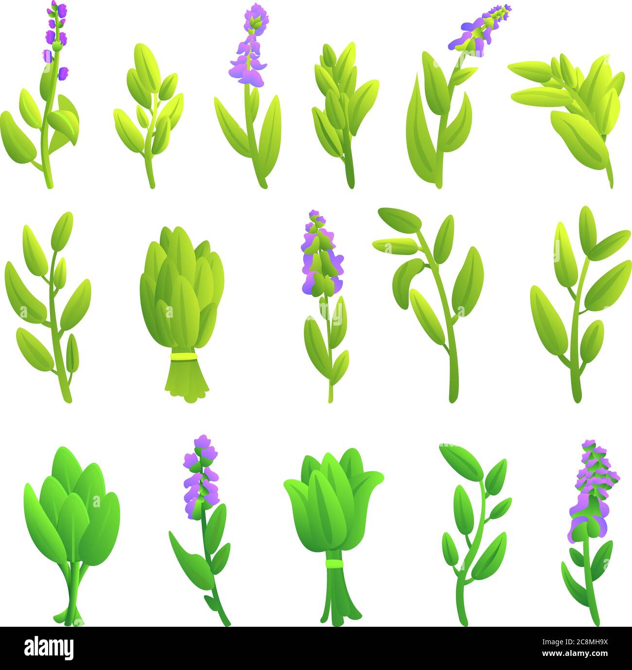 Sage icons set. Cartoon set of sage vector icons for web design Stock ...