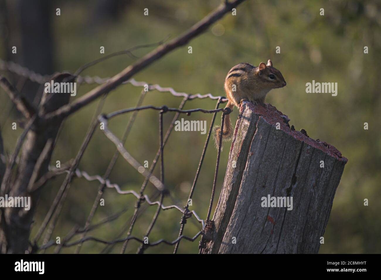 chipmunk sitting on a fence post Stock Photo - Alamy