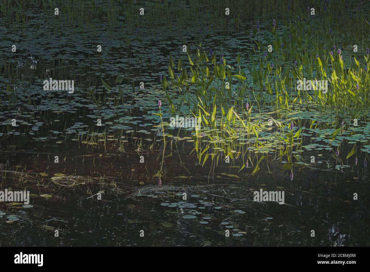 dark pond scene with lily pads and a light ray Stock Photo - Alamy