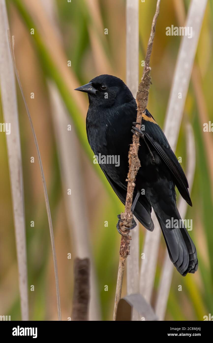 Cattails and red winged blackbirds hi-res stock photography and images ...