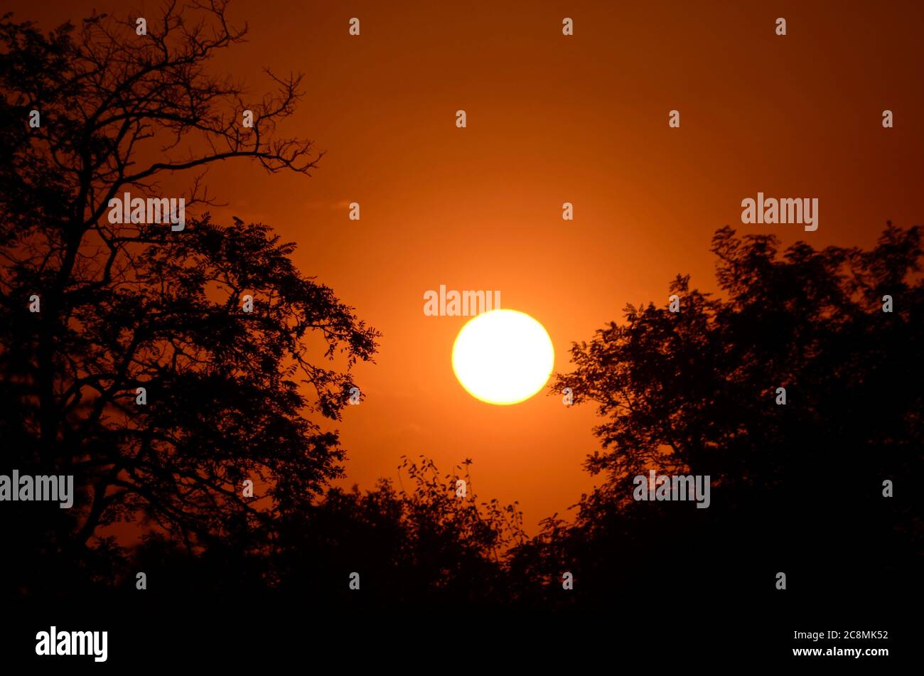The fireball rolls into the thick branches of the trees Stock Photo - Alamy