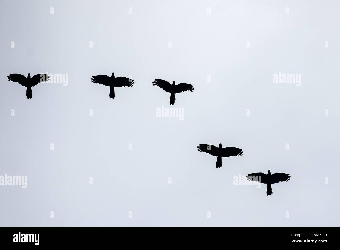 Black cockatoo in flight hi-res stock photography and images - Alamy