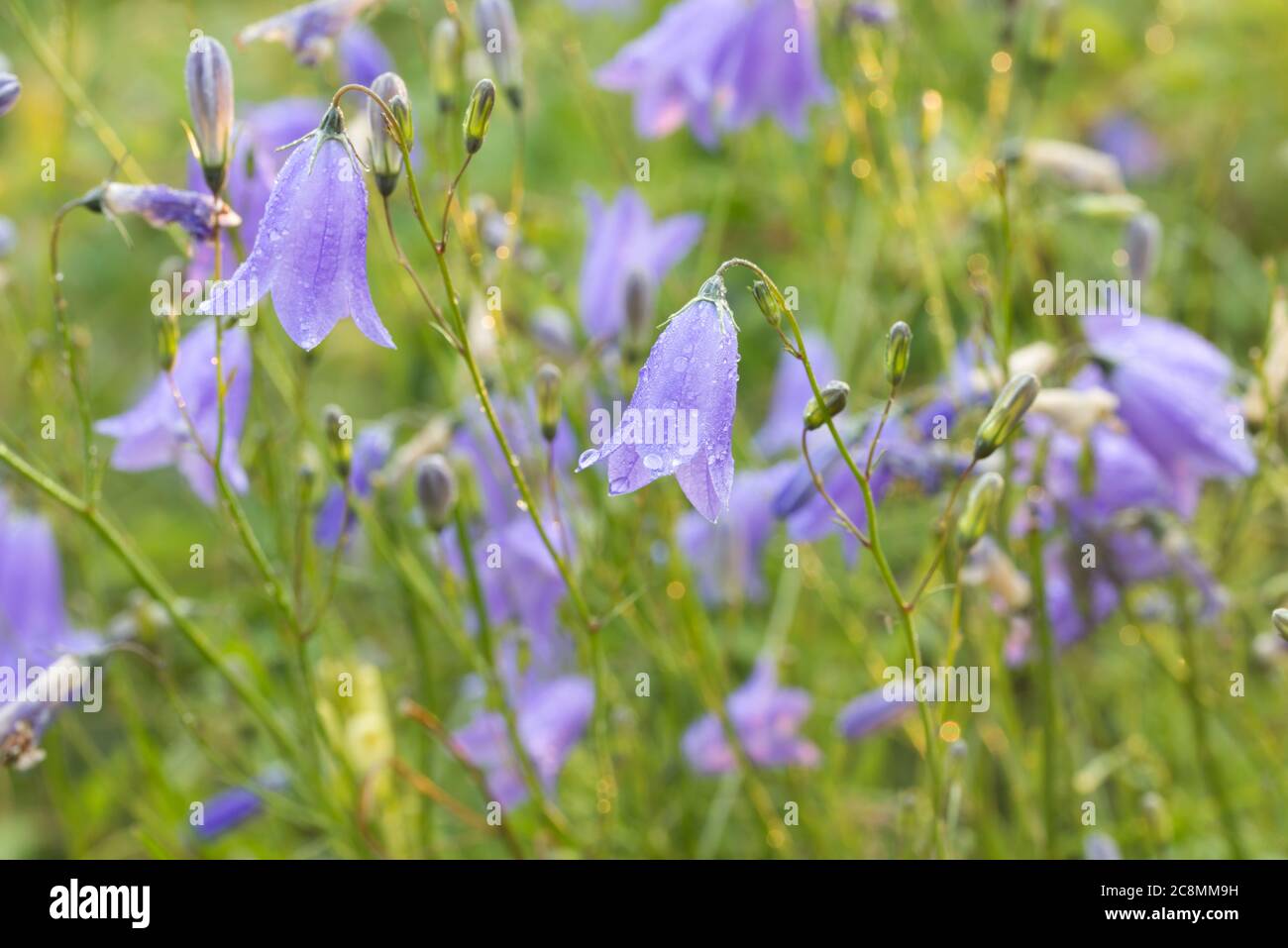 Scottish bluebell hi-res stock photography and images - Alamy