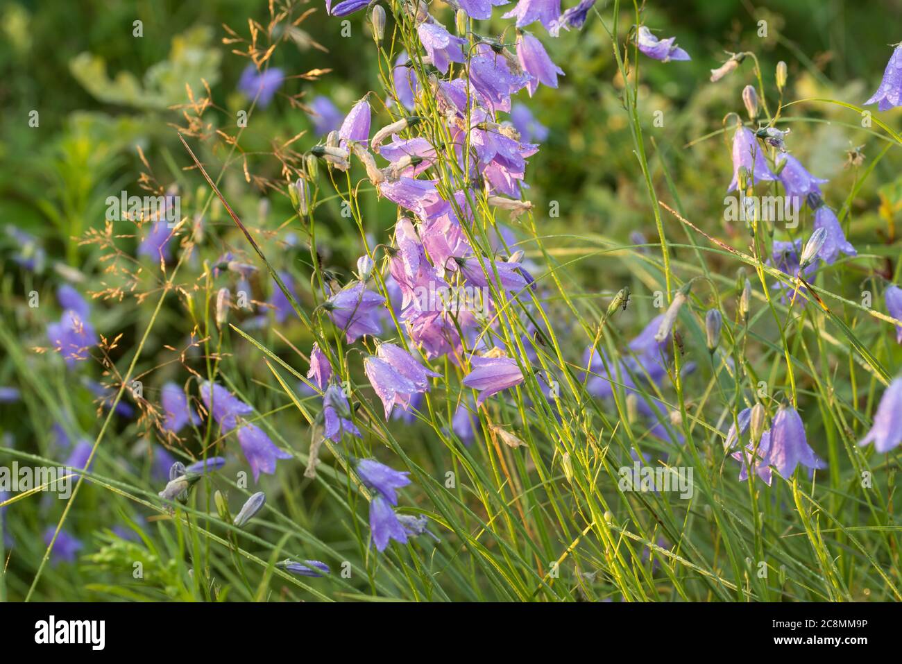 Scottish bluebell hi-res stock photography and images - Alamy