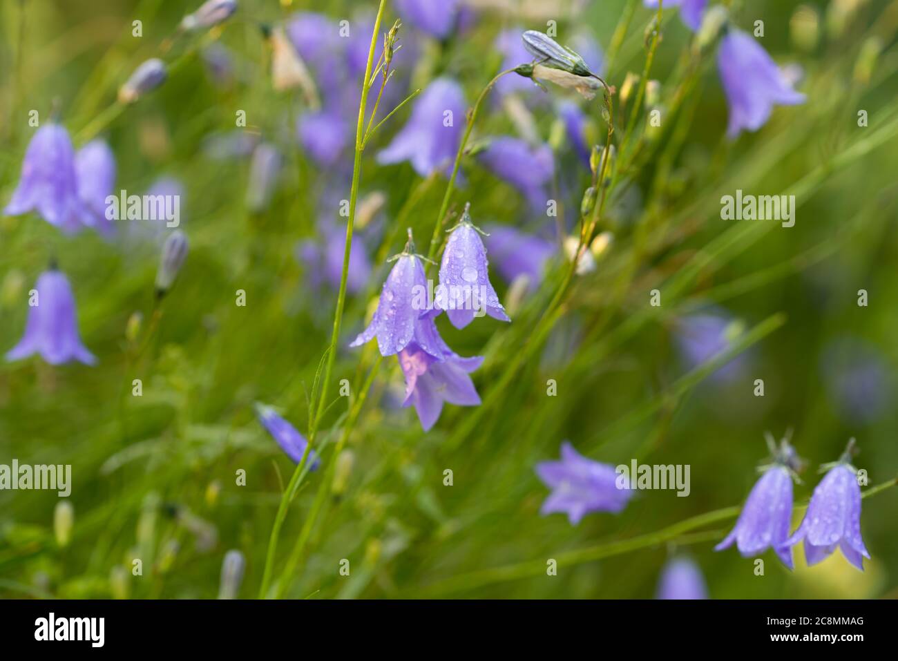 Scottish bluebell hi-res stock photography and images - Alamy