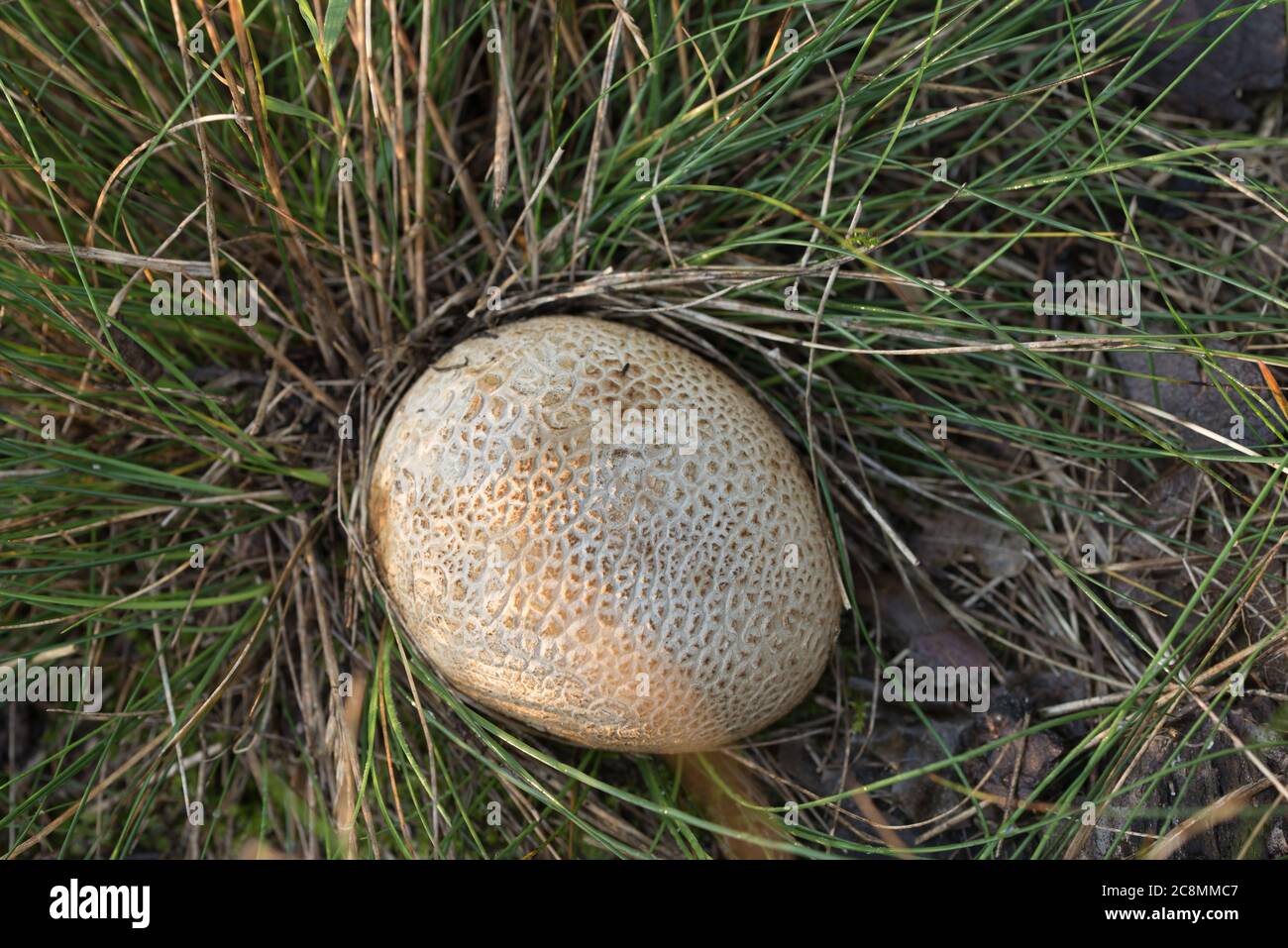 Common earth ball fungus scleroderma hi-res stock photography and ...