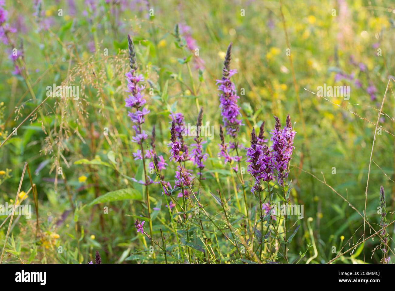 Lythrum salicaria, purple loosestrife flowers in meadow macro selective ...