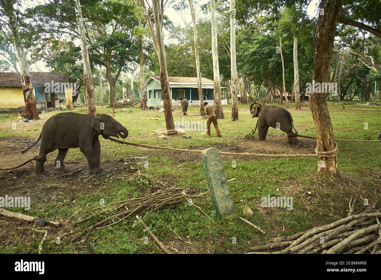 Baby elephants tied to a tree in an 'Elephant Camp' in Kabini national ...