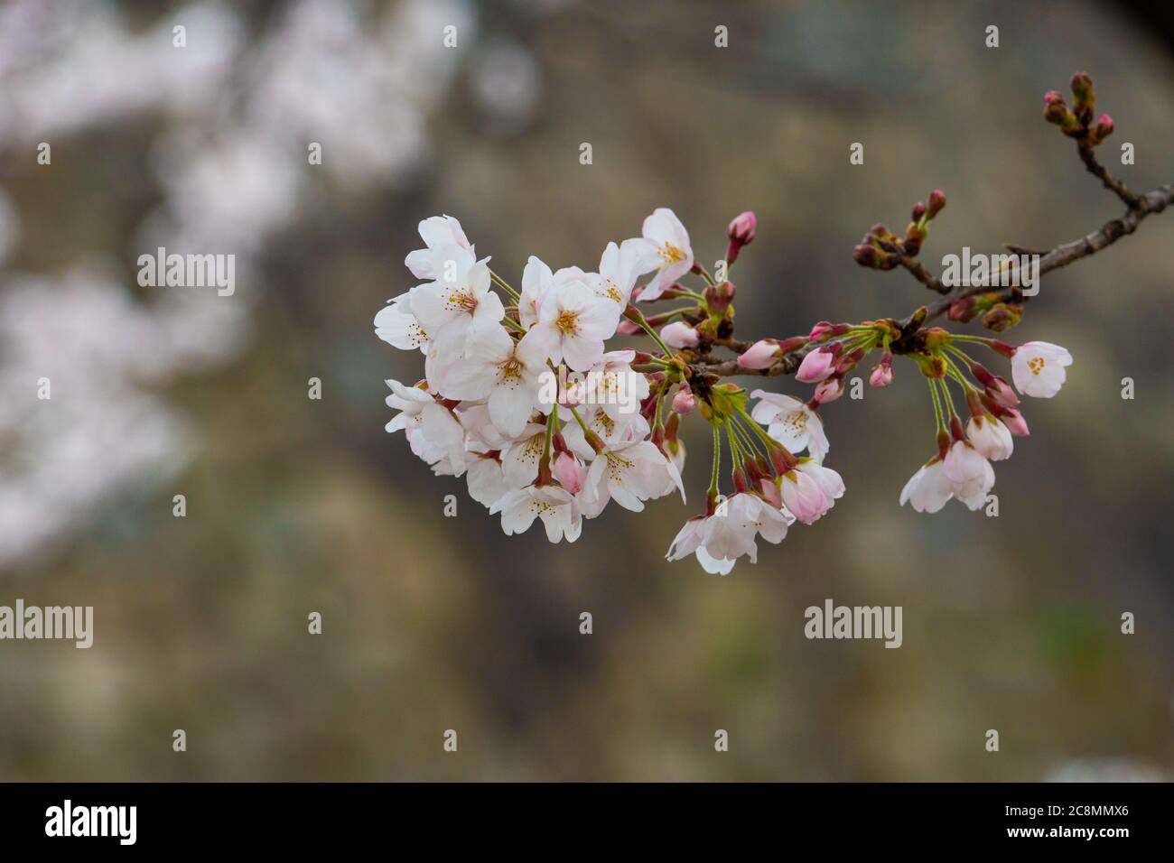 Cherry blossom in spring for background or copy space for text Stock ...