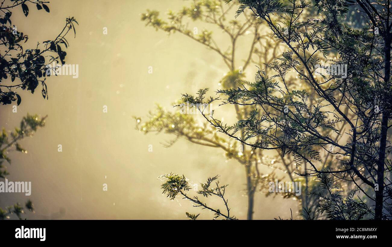 Misty morning at wayanad with lots of fog Stock Photo - Alamy