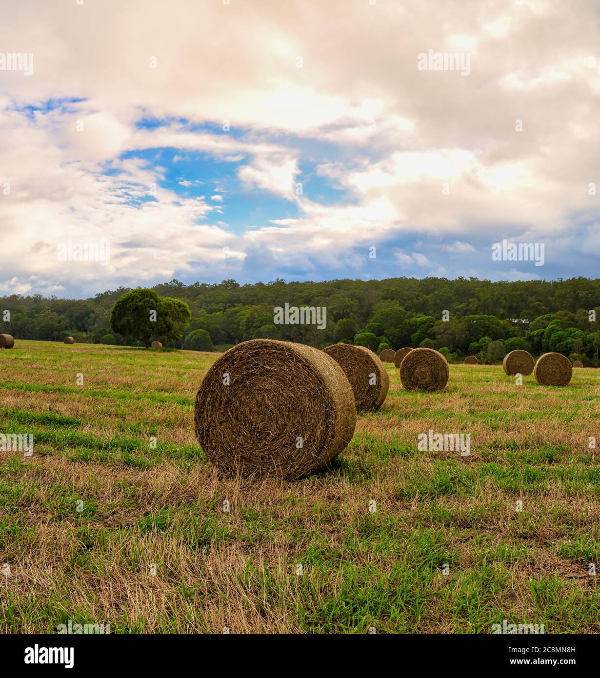 Hay bales lay wrapped and ready for pickup and delivery on a hay field ...
