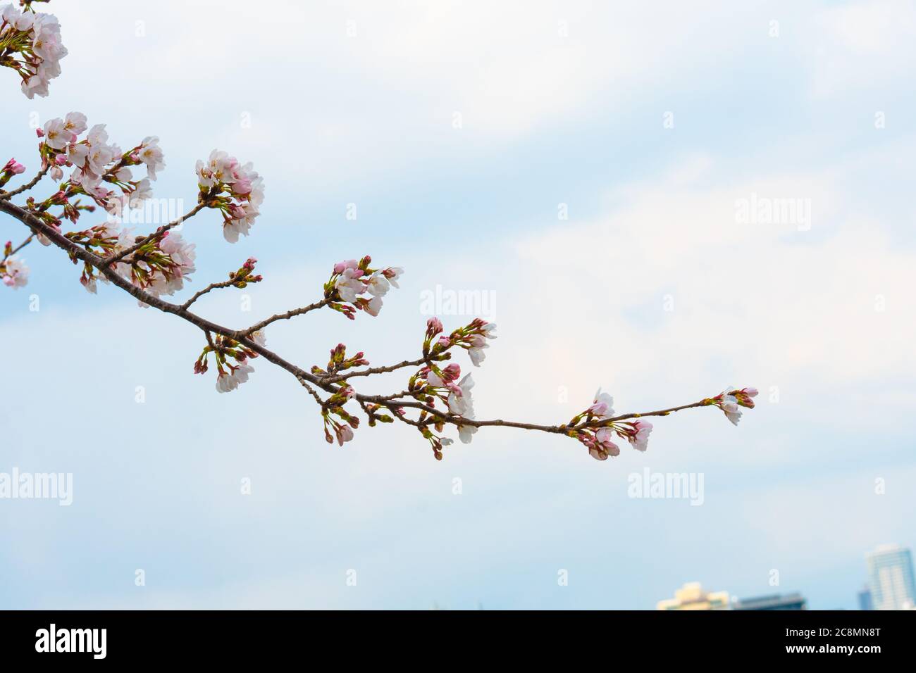 Cherry blossom in spring for background or copy space for text Stock ...