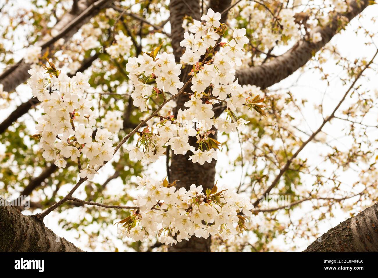 Cherry blossom in spring for background or copy space for text Stock ...