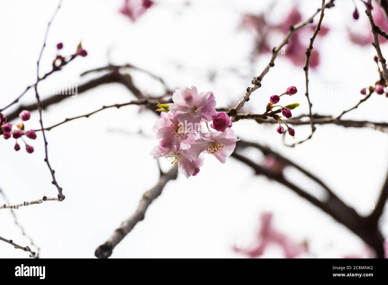 Cherry blossom in spring for background or copy space for text Stock ...