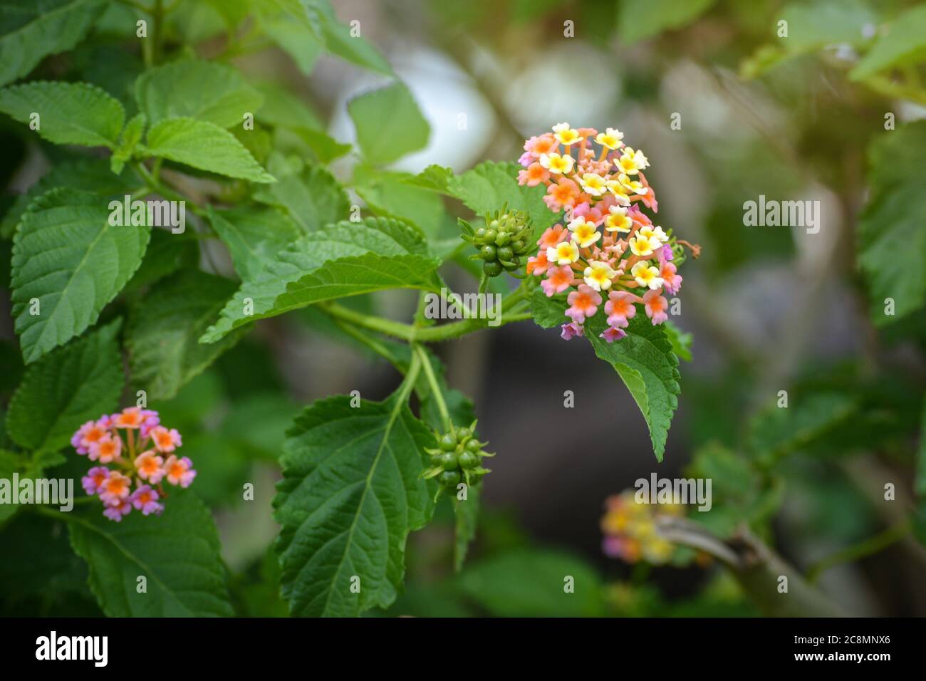 Multicolored Lantana flowers in the garden. Beautiful Colorful Hedge ...