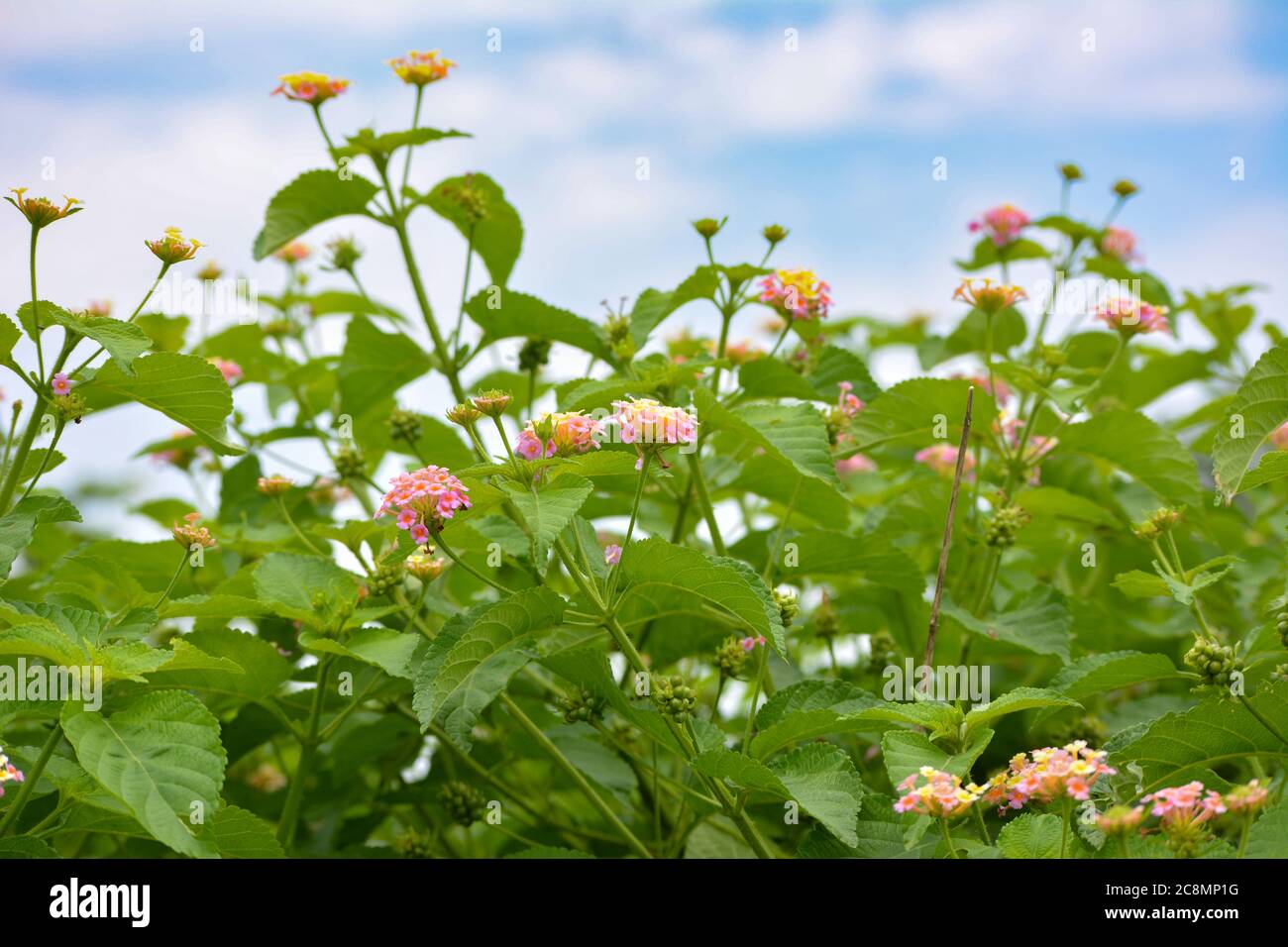 Multicolored Lantana flowers in the garden. Beautiful Colorful Hedge ...