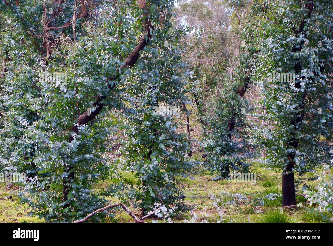 Epicormic shoots on eucalyptus trees after 2020 bush fire at Ebor Falls ...