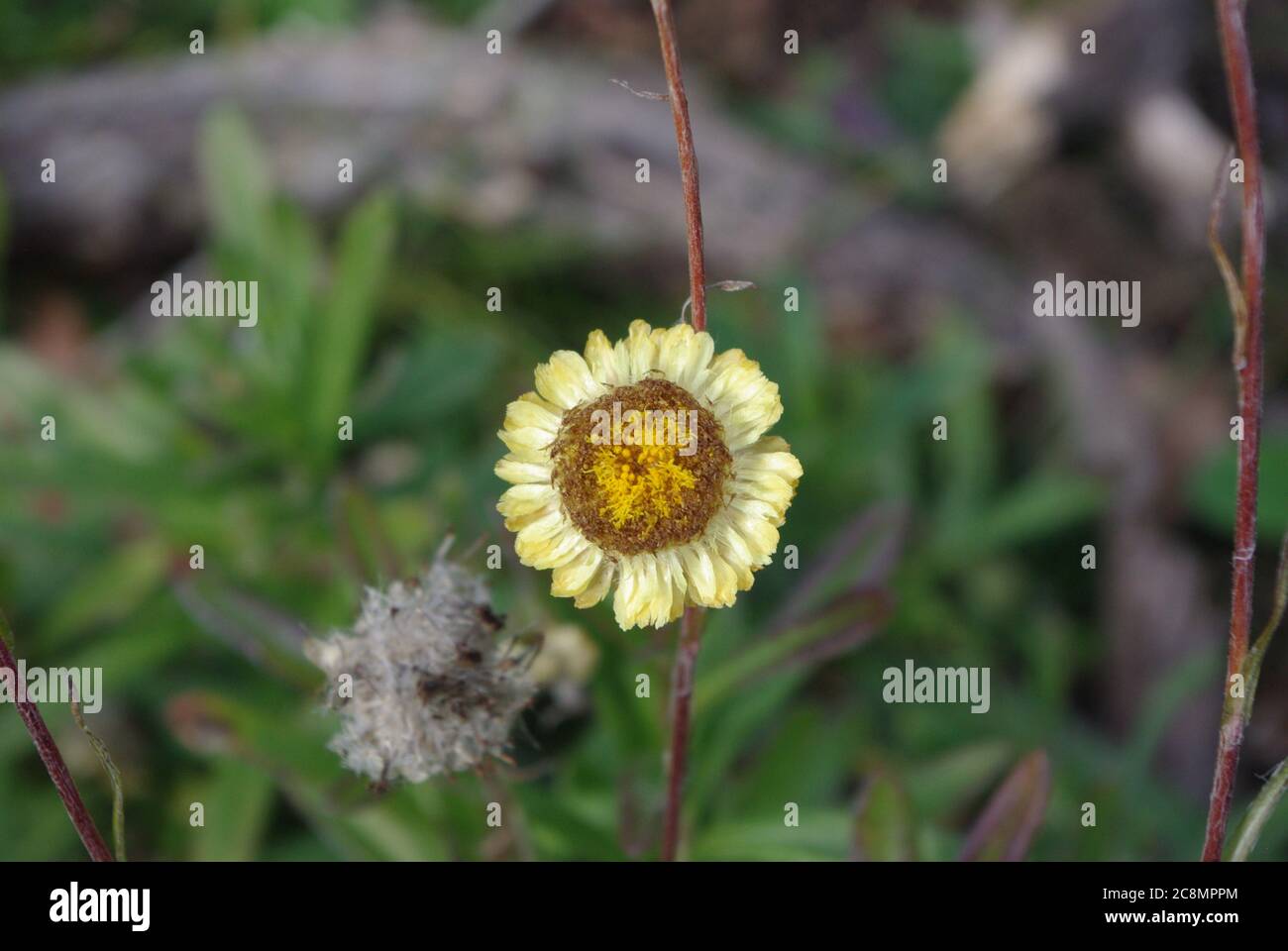 Golden everlasting daisy survives bushfires at Ebor Falls Stock Photo ...