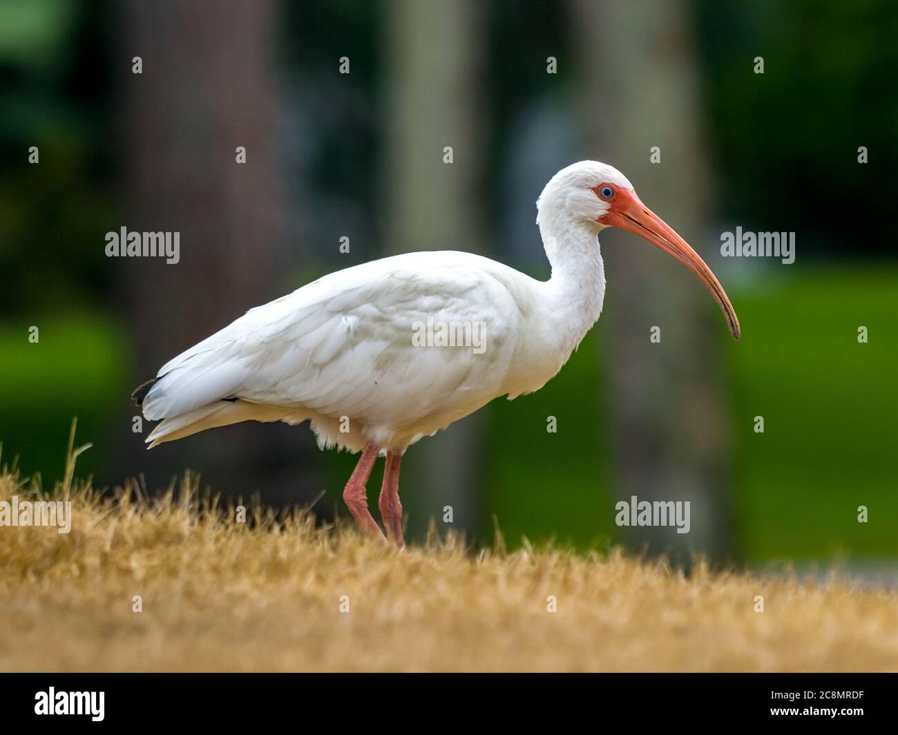 Curved bill birds hi-res stock photography and images - Alamy