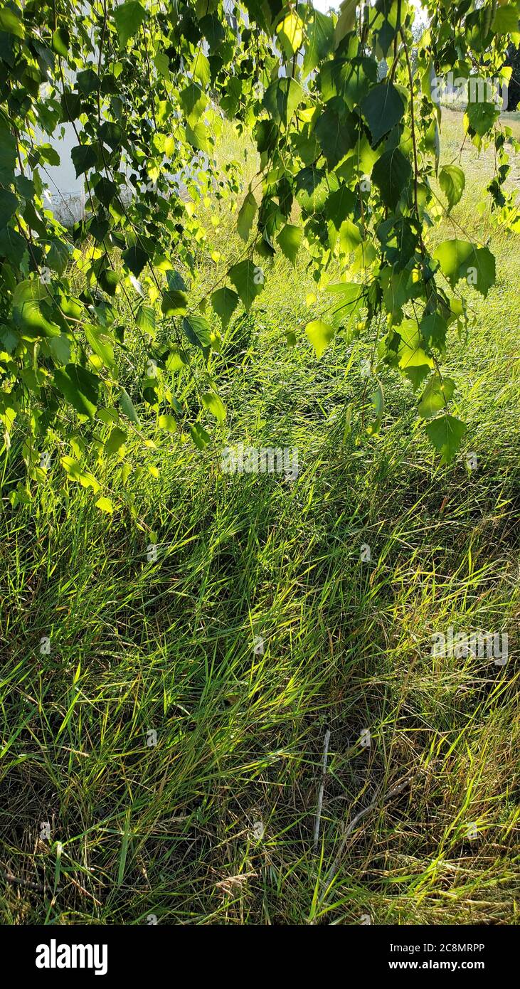All green color textures of fresh grass and lush birch tree foliage ...