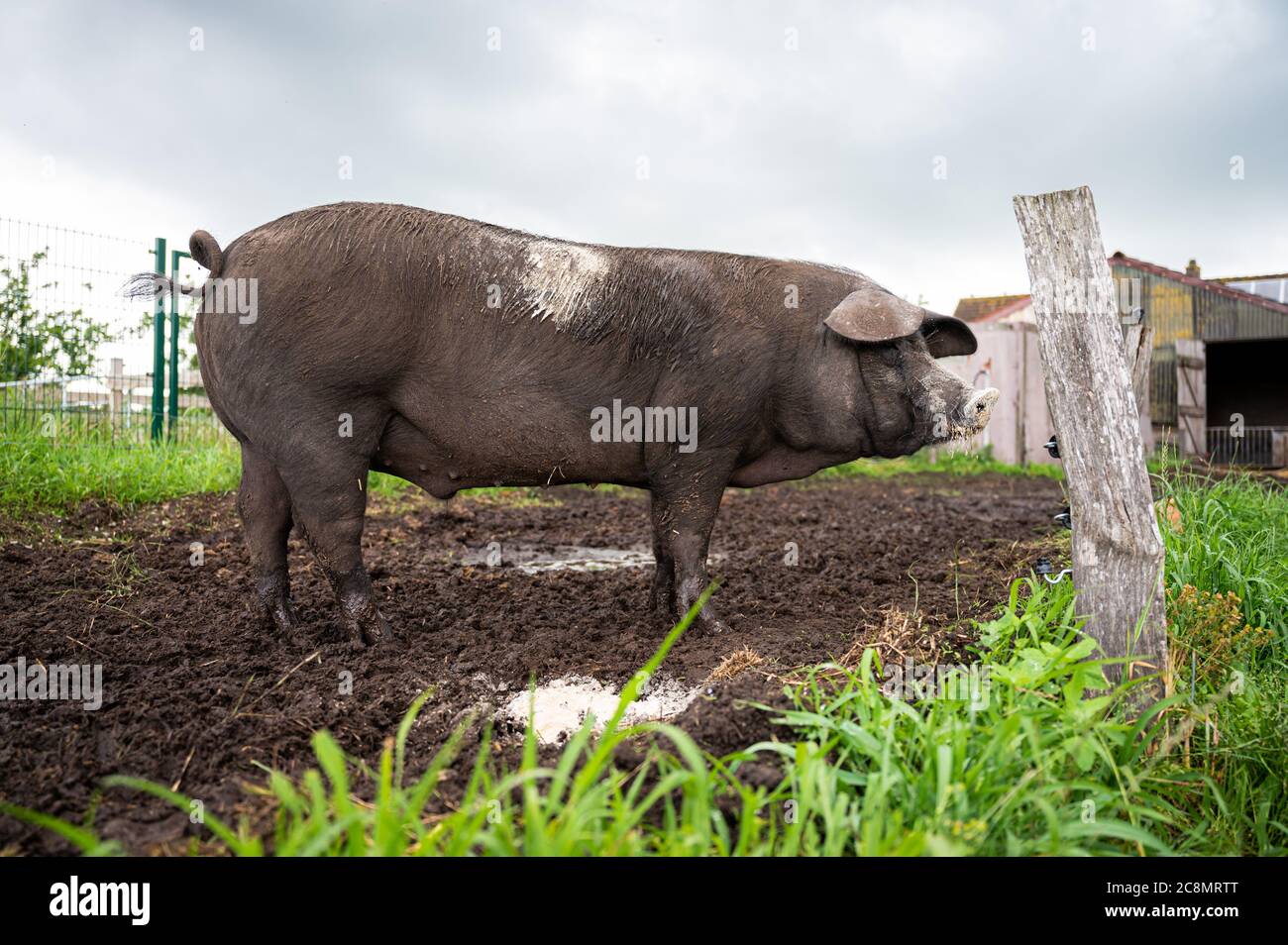 Pig hof hi-res stock photography and images - Alamy