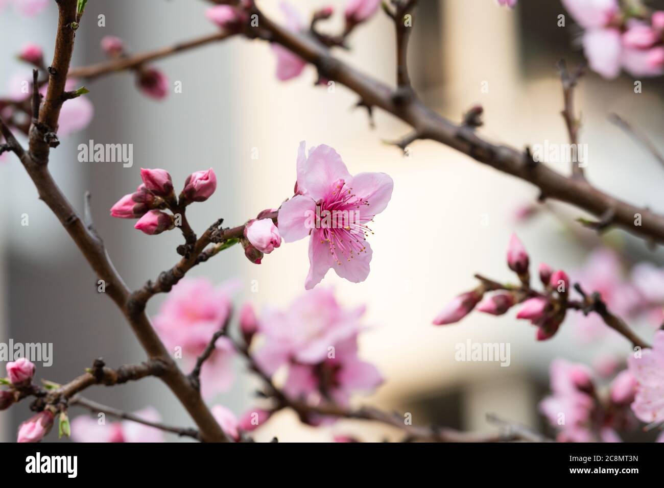 Cherry blossom in spring for background or copy space for text Stock ...