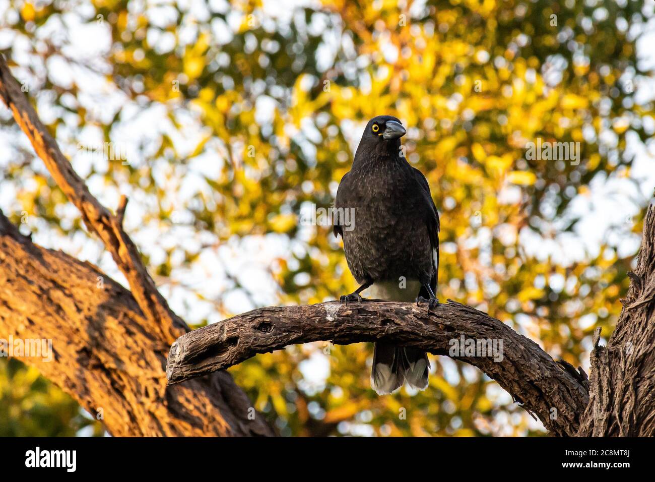 Pied Raven High Resolution Stock Photography and Images - Alamy